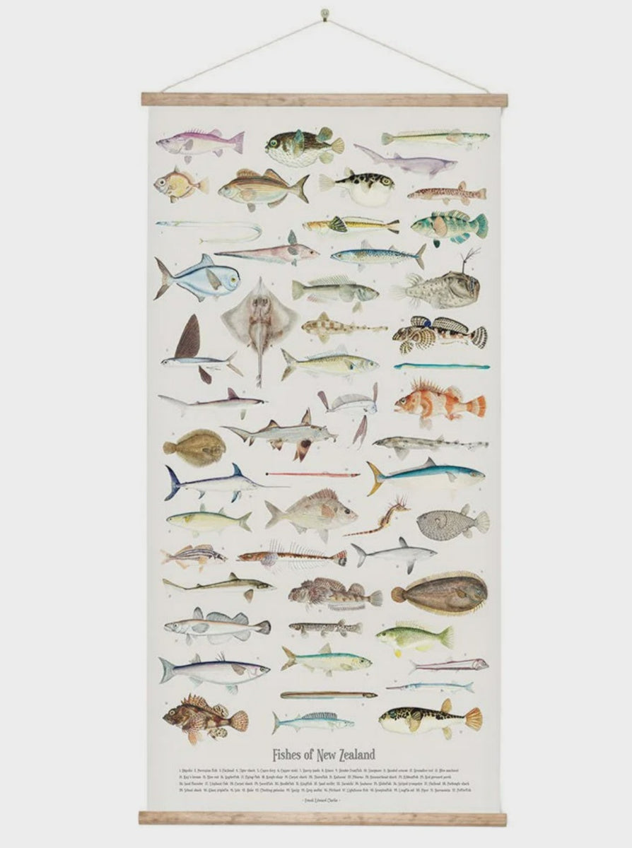 Fishes of NZ Wall Chart – Clevedon Woolshed