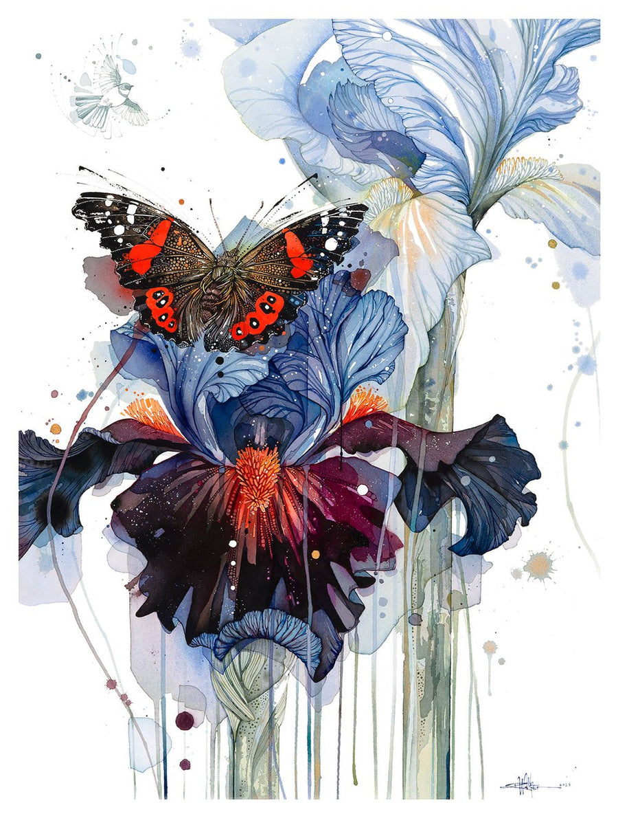 Rachel Walker - Iris & Admiral Unframed Print – Clevedon Woolshed